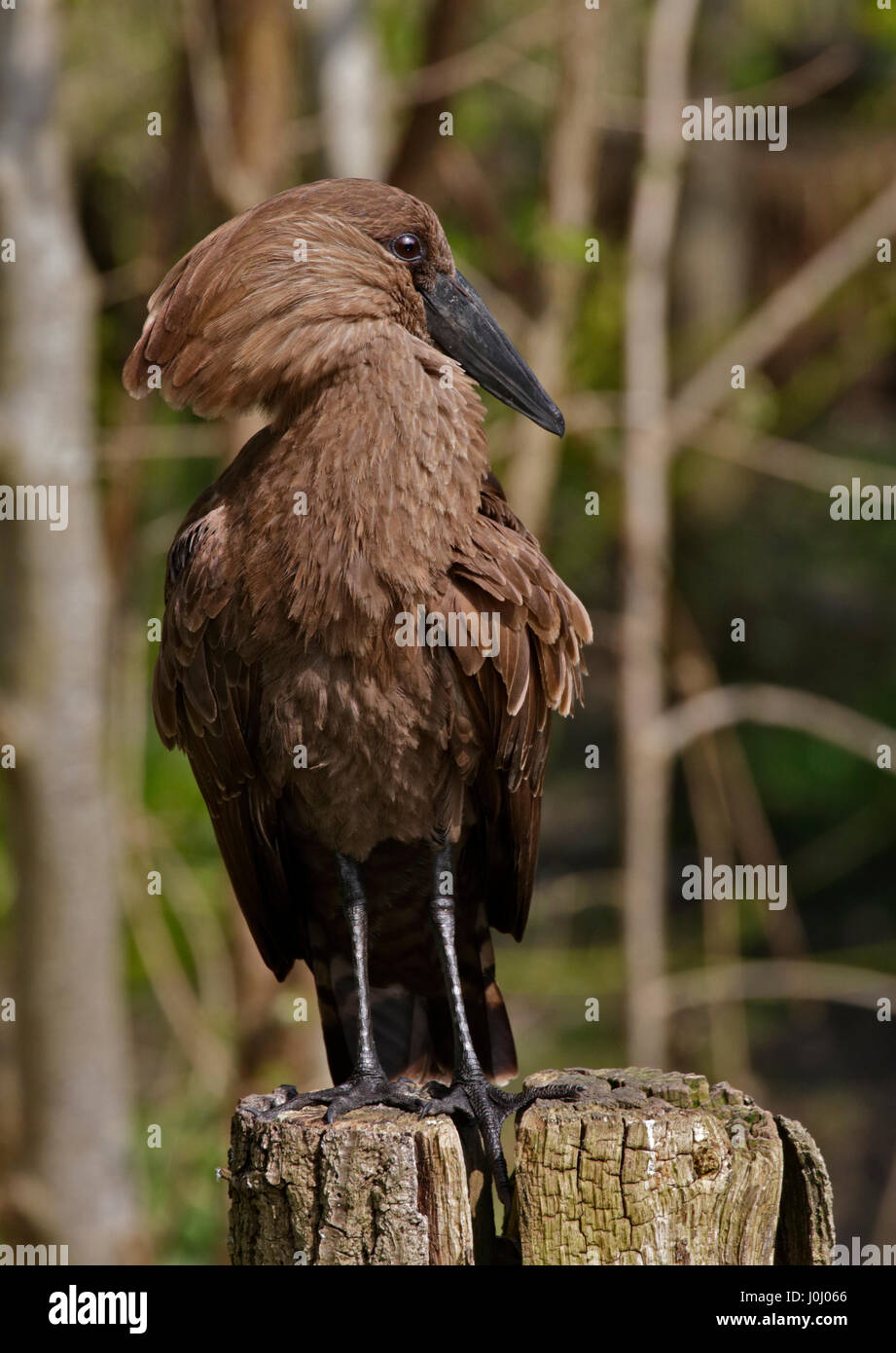 Scopus umbrette hi-res stock photography and images - Alamy