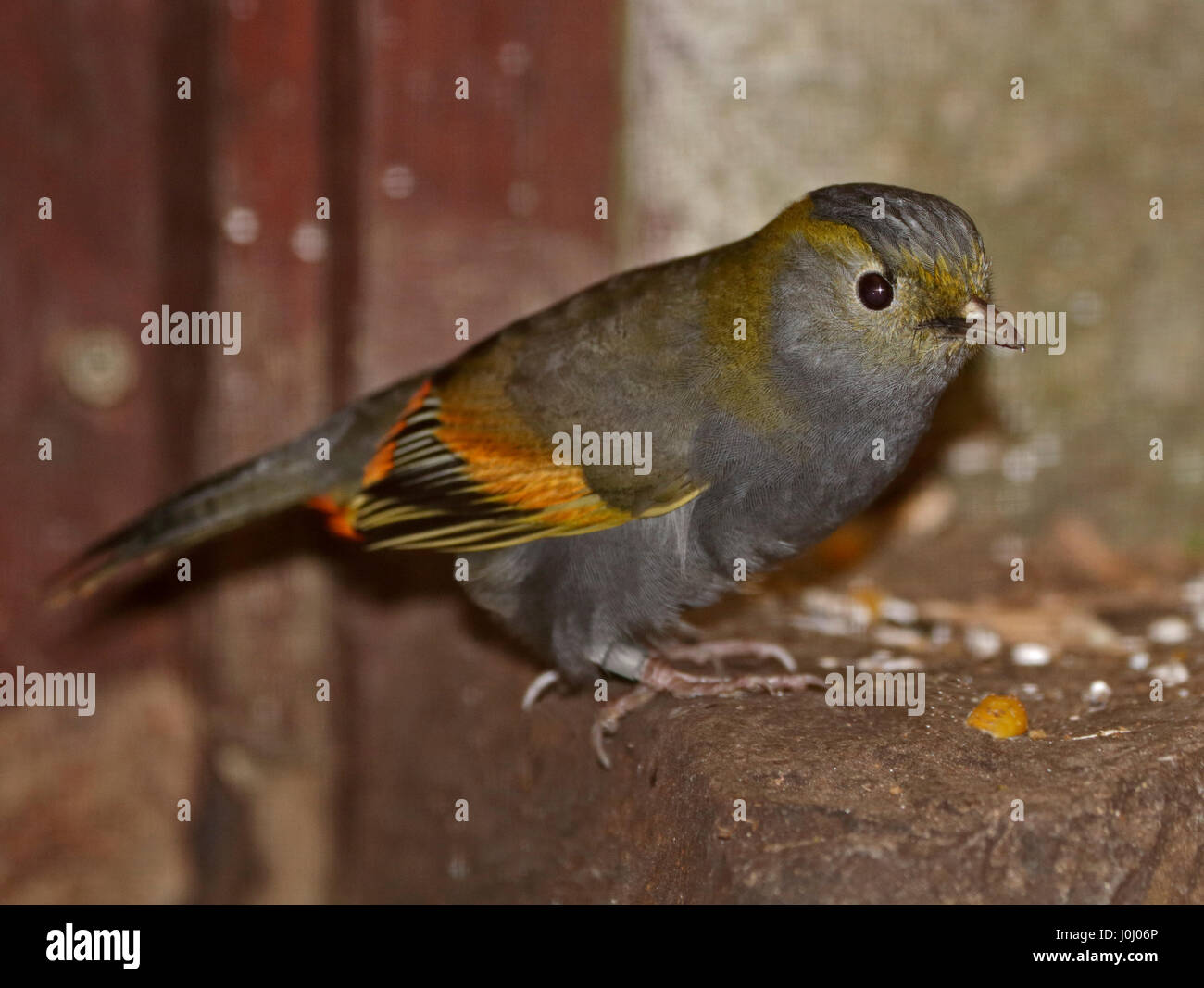 Omei/Emei Shan Liocichla (liocichla omeiensis Stock Photo - Alamy