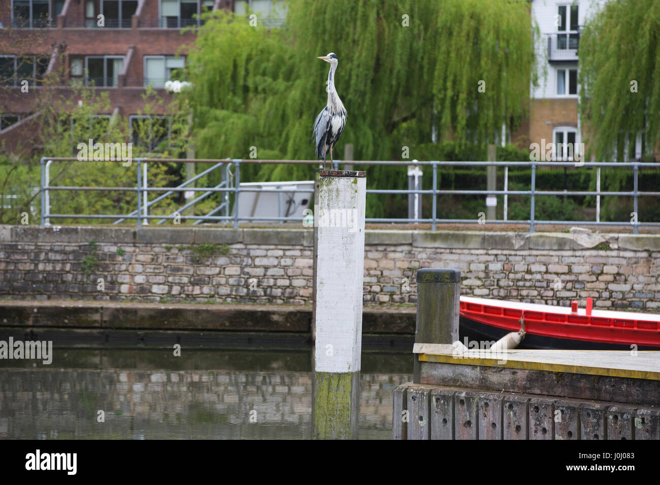The Thames Path, Teddington Weir and Lock to Richmond along the south ...