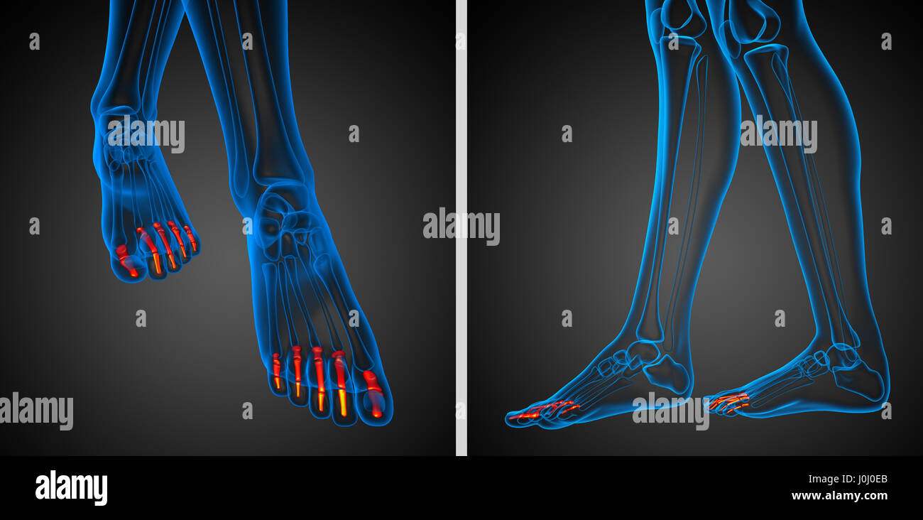 3d rendering illustration of the human phalanges foot Stock Photo - Alamy