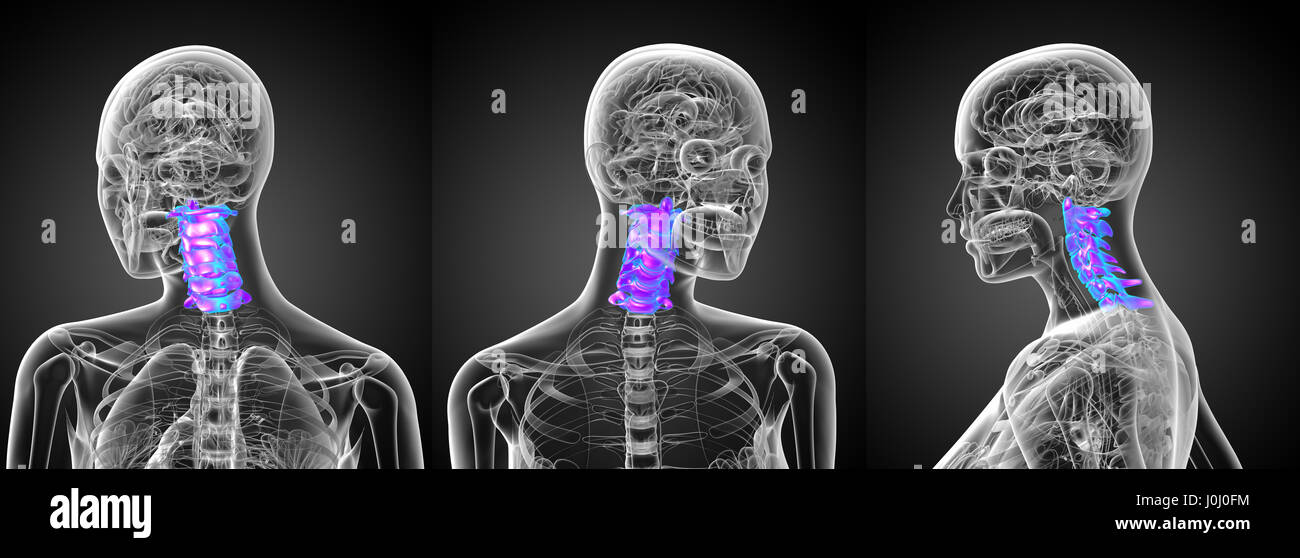 3d rendering medical illustration of the cervical spine Stock Photo - Alamy