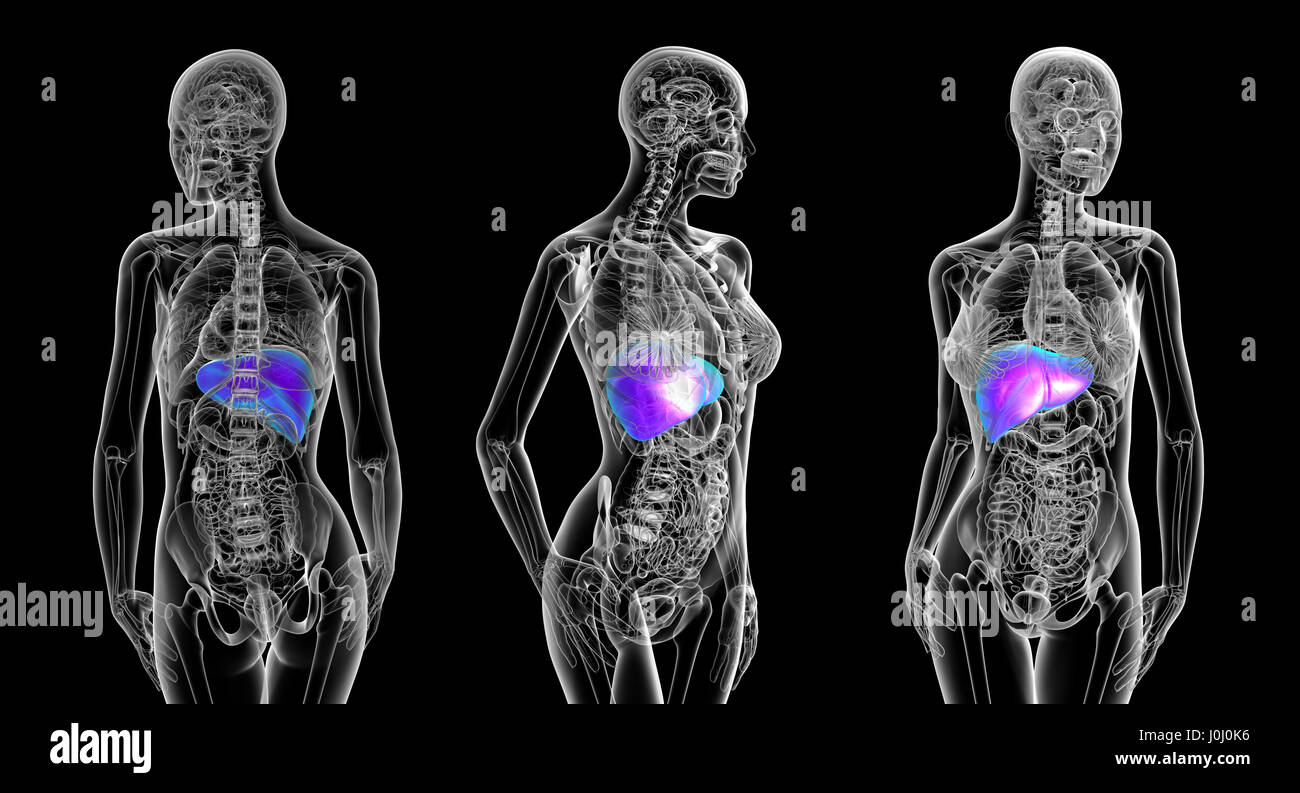 3d rendering medical illustration of the human liver Stock Photo - Alamy