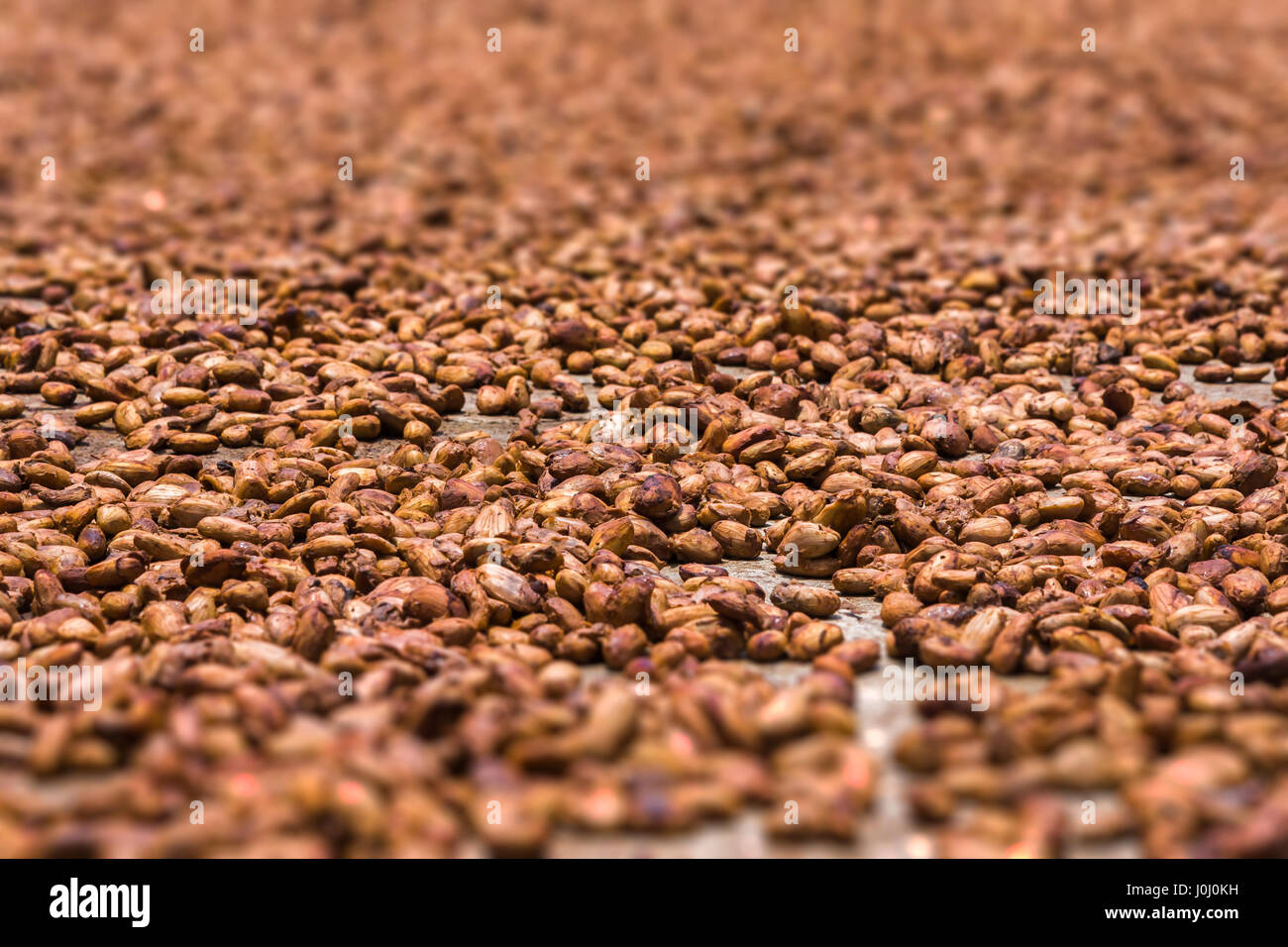 Cocoa beans from Ambanja, Madagascar Stock Photo - Alamy