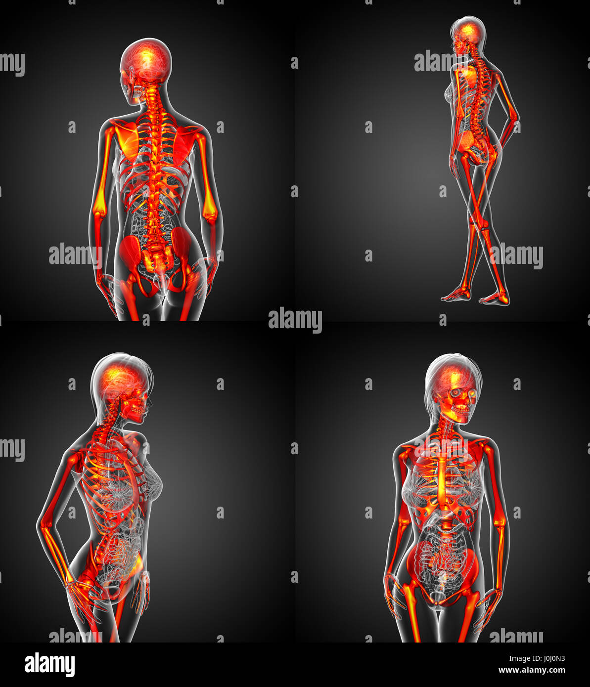 3D rendering medical illustration of the human skeleton Stock Photo - Alamy