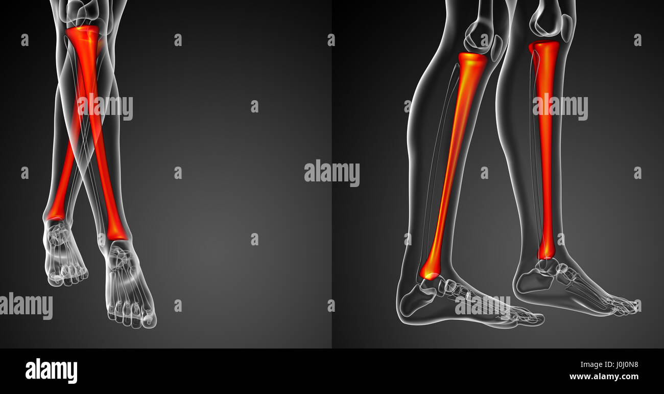 3d rendering medical illustration of the tibia bone Stock Photo - Alamy