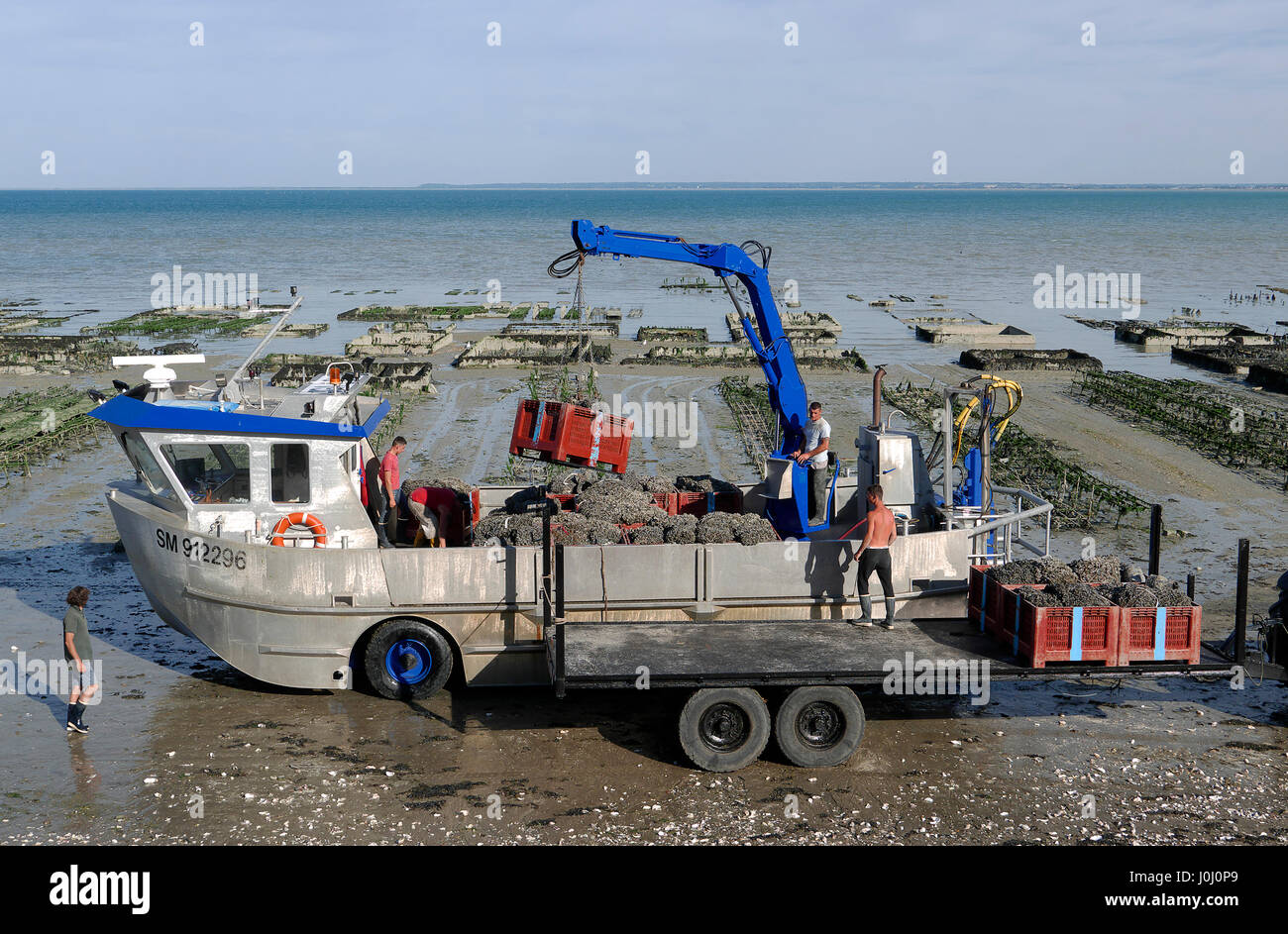 Cancale's bouchot mussels, port of La Houle (Ille et Vilaine, Brittany ...