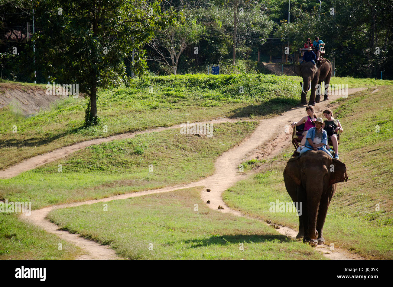 Thai man mahout riding elephant service people tour around forest near ...