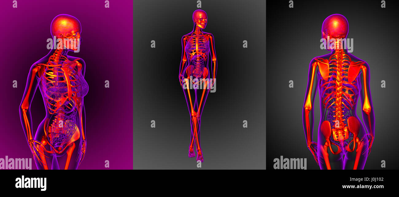 3d rendering medical illustration of the skeleton Stock Photo - Alamy