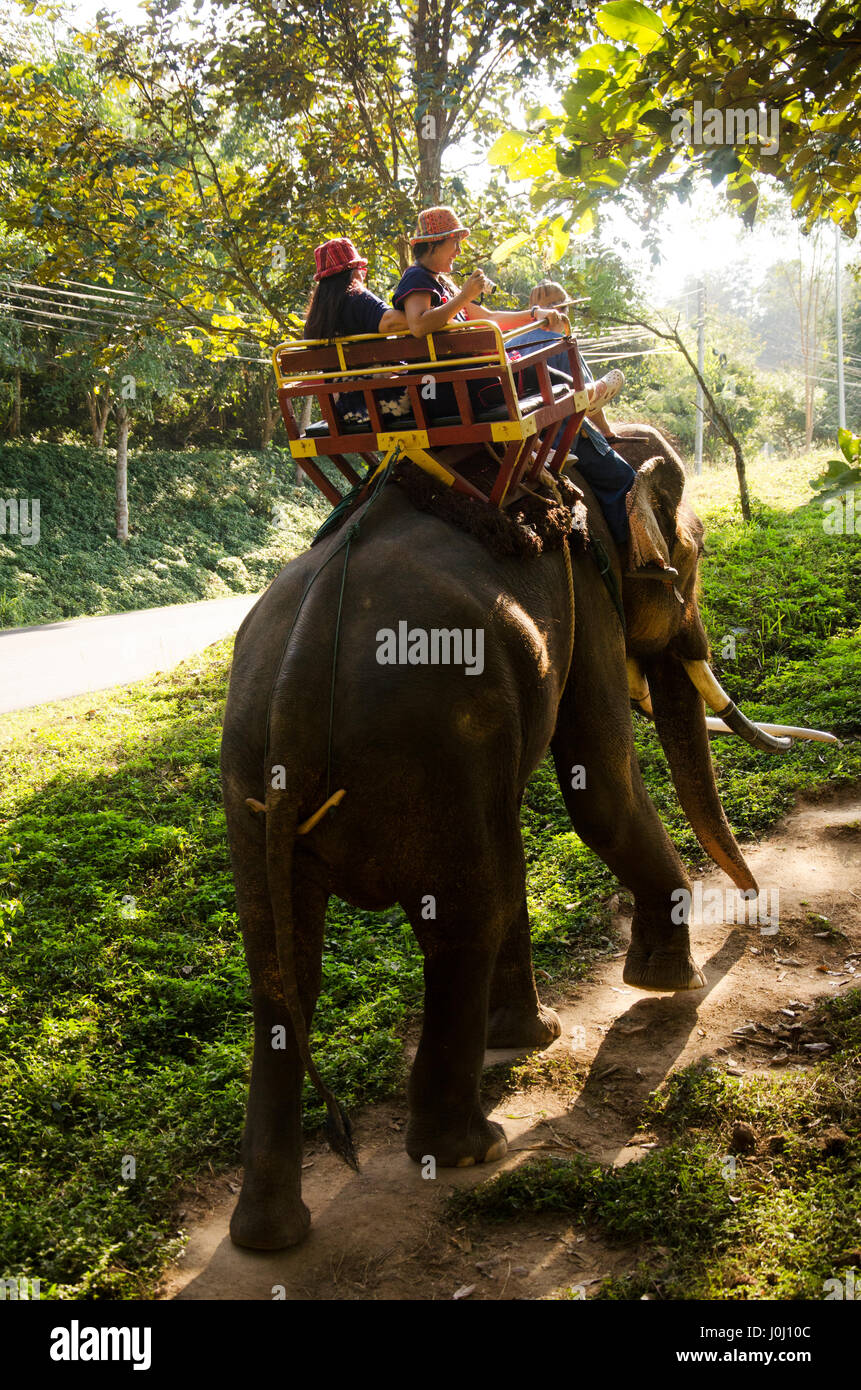 Thai man mahout riding elephant service people tour around forest near ...