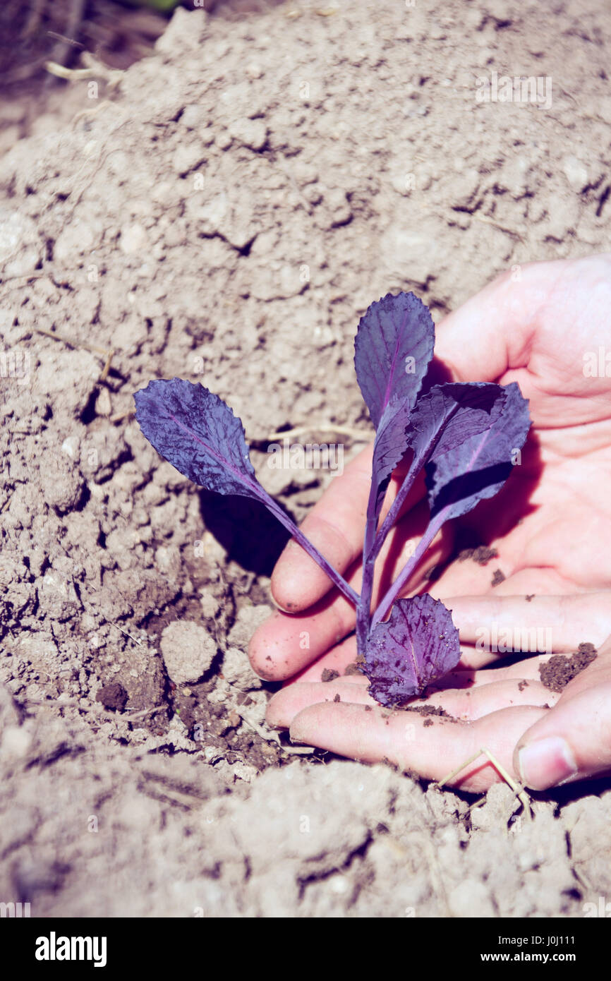 farmer planting a red cabbage Stock Photo - Alamy