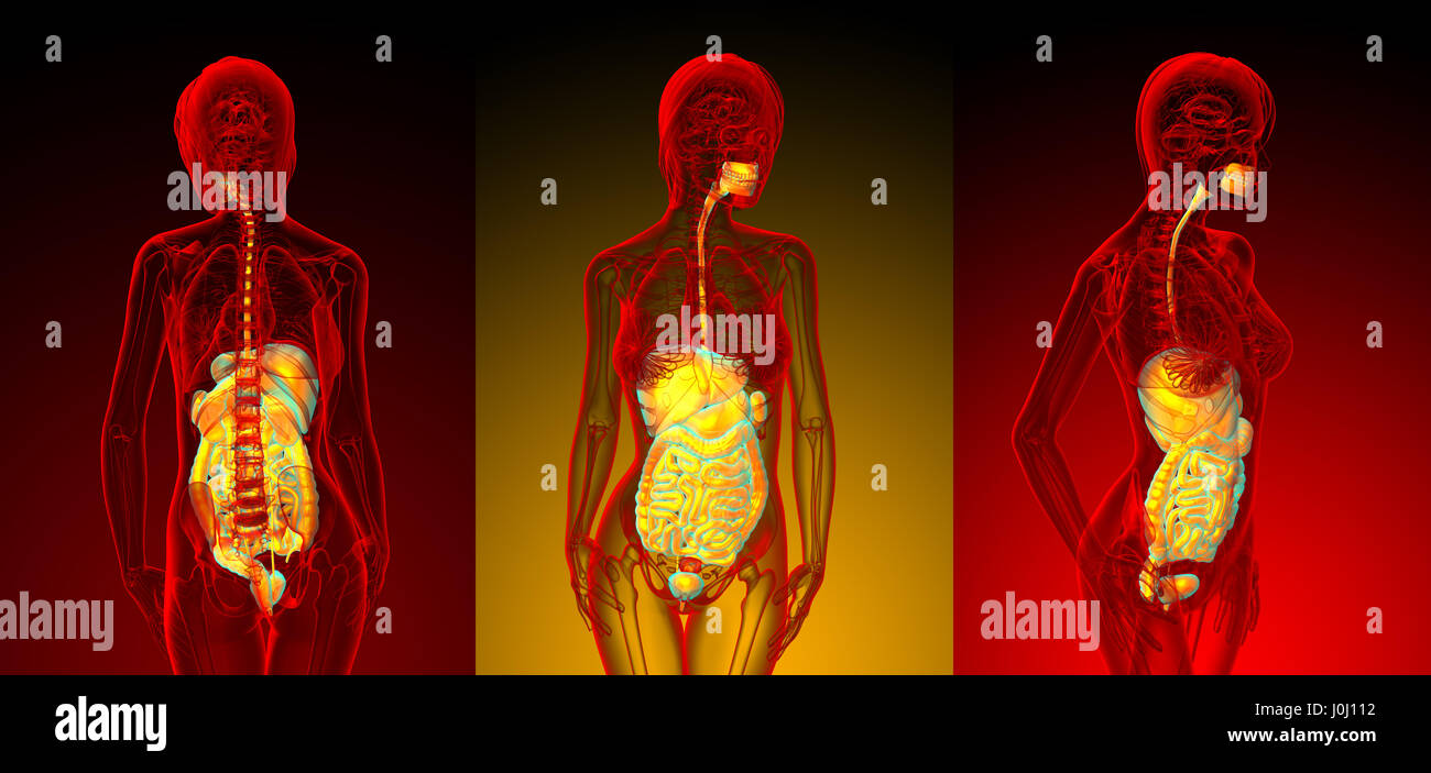 3d rendering medical illustration of the human digestive system Stock ...