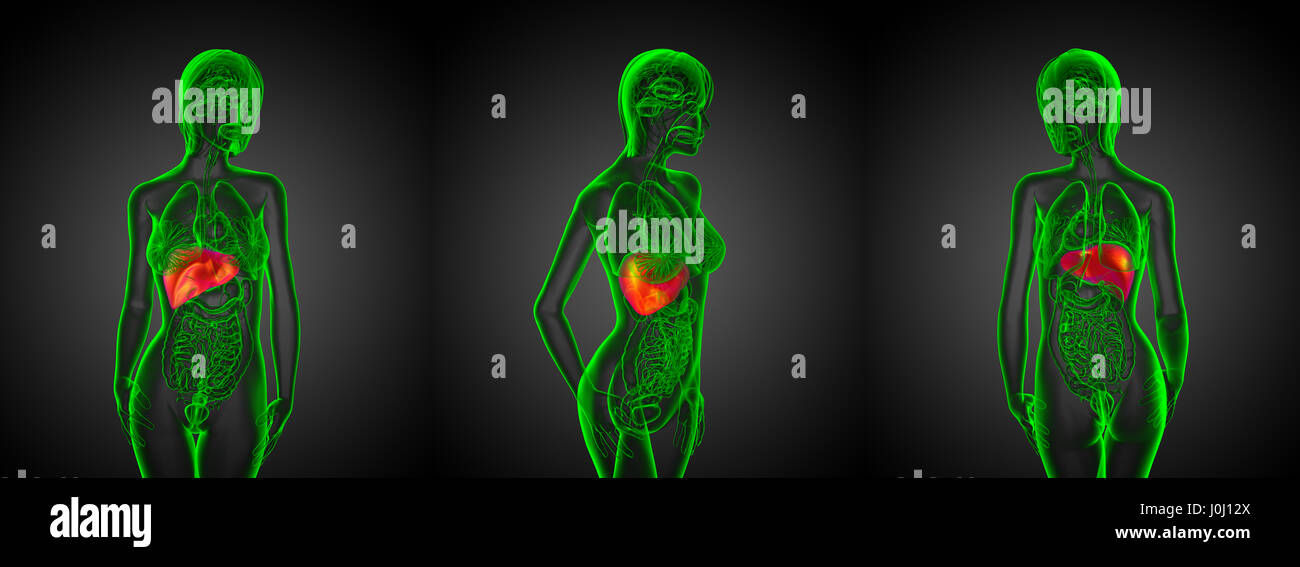 3d rendering medical illustration of the liver Stock Photo - Alamy