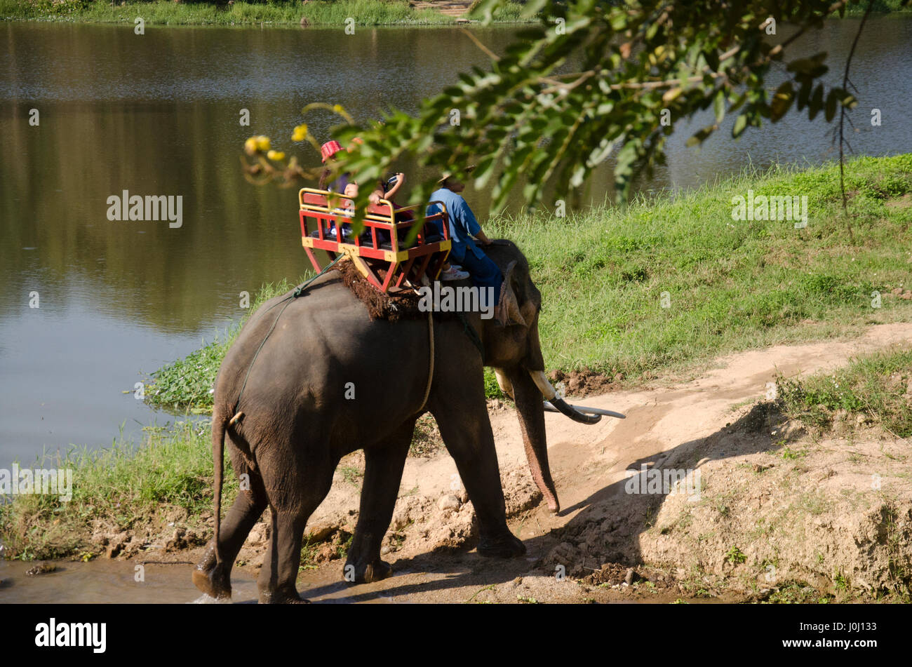 Thai man mahout riding elephant service people tour around forest near ...