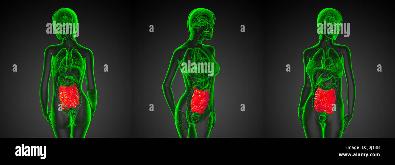 3d rendering illustration of the male small intestine Stock Photo - Alamy