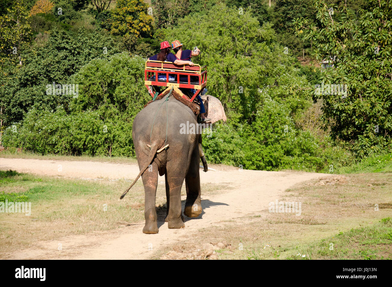 Thai man mahout riding elephant service people tour around forest near ...