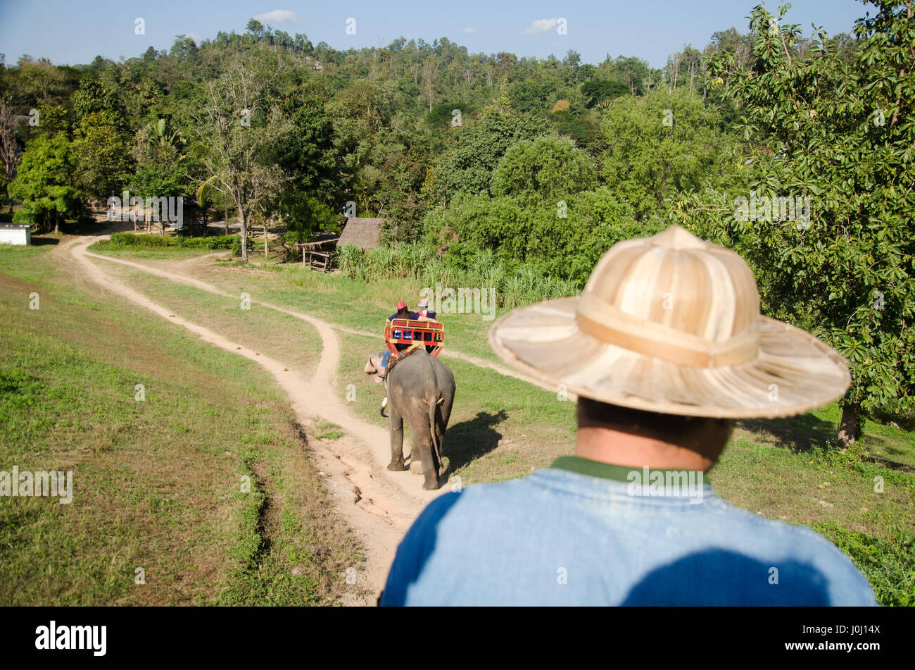 Thai man mahout riding elephant service people tour around forest near ...
