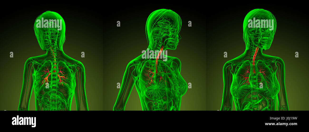 3d rendering medical illustration of the human bronchi Stock Photo - Alamy