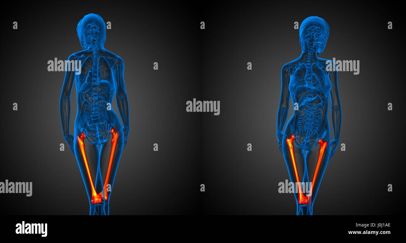 3d rendering medical illustration of the femur bone Stock Photo - Alamy