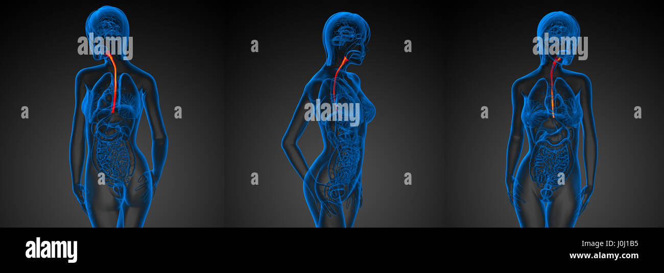 3d rendering illustration of the esophagus Stock Photo - Alamy