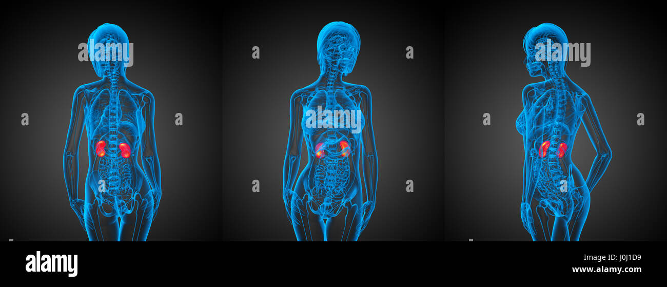 3d rendering medical illustration of the human kidney Stock Photo - Alamy
