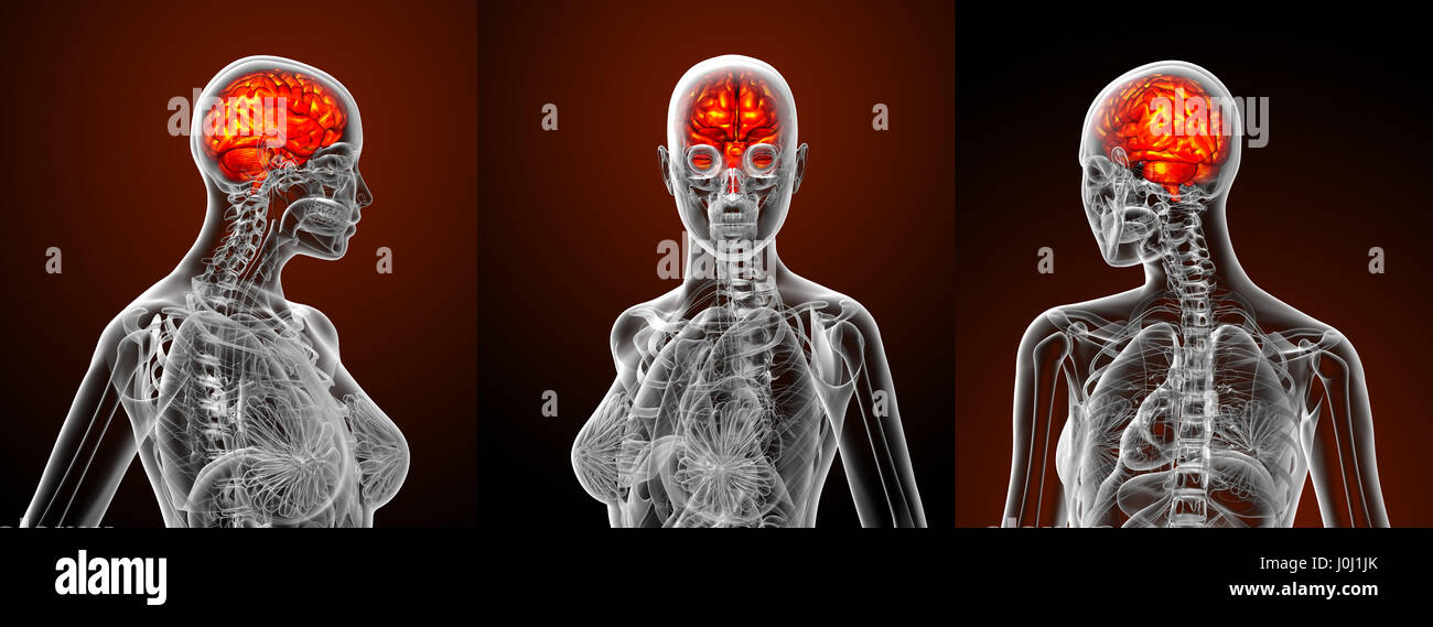3d rendering medical illustration of the human brain Stock Photo - Alamy