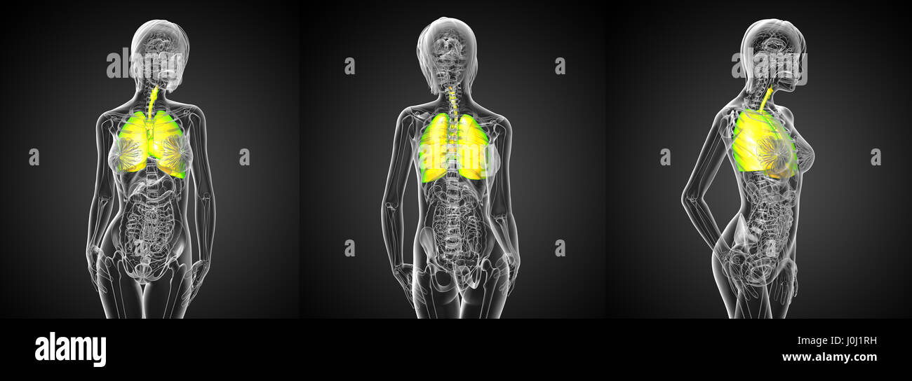 3d rendering medical illustration of the respiratory system Stock Photo ...