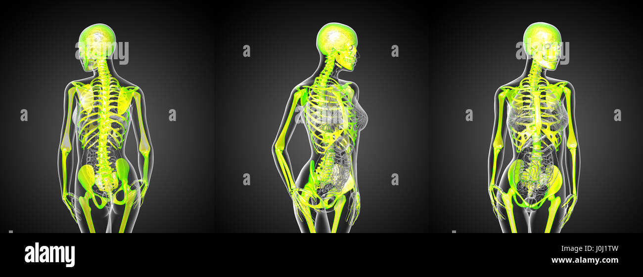 3d rendering medical illustration of the human skeleton Stock Photo - Alamy
