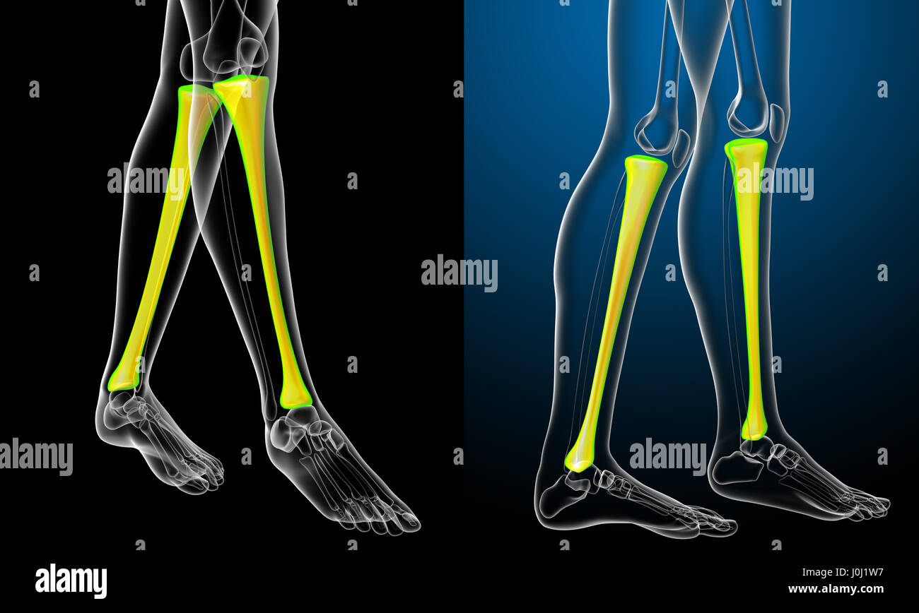 3d rendering medical illustration of the tibia bone Stock Photo - Alamy