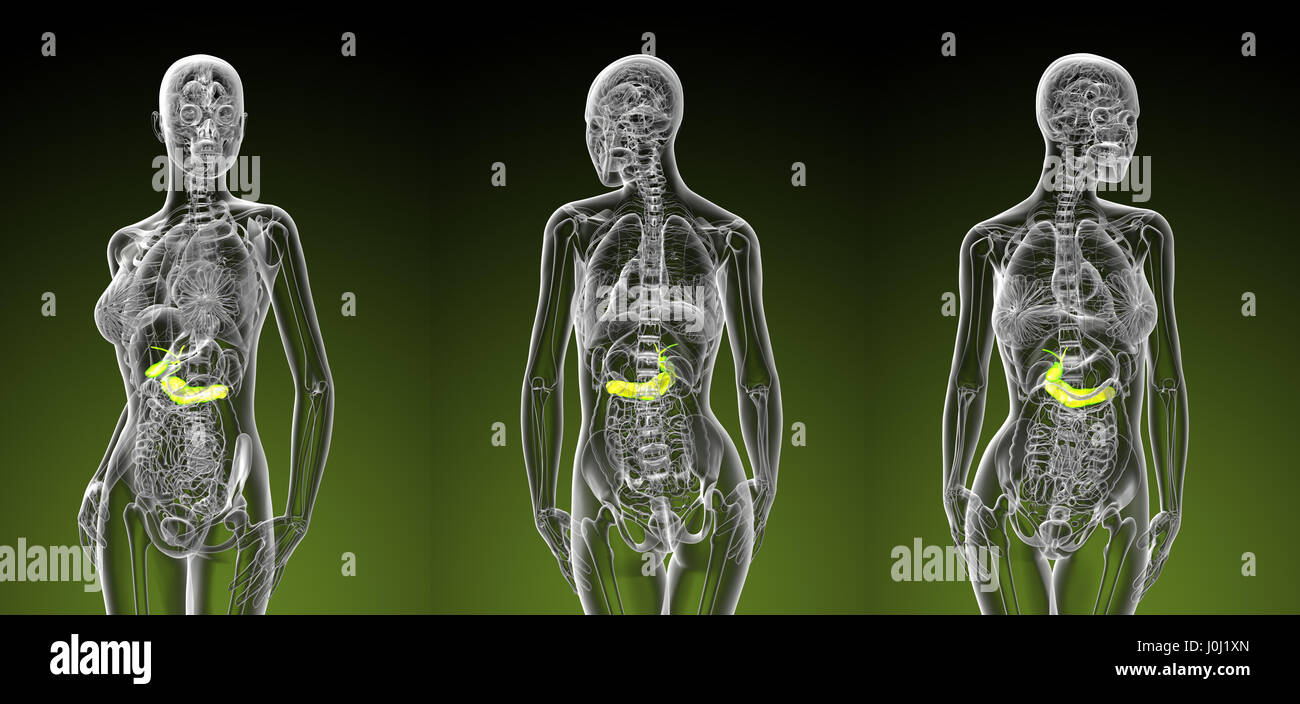 Female pancreas hi-res stock photography and images - Alamy