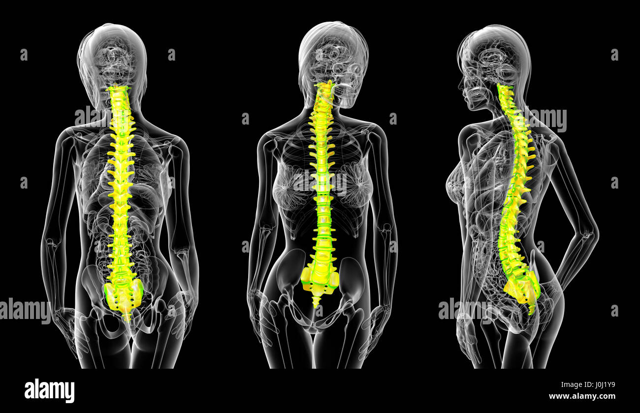 3d rendering medical illustration of the human spine Stock Photo - Alamy