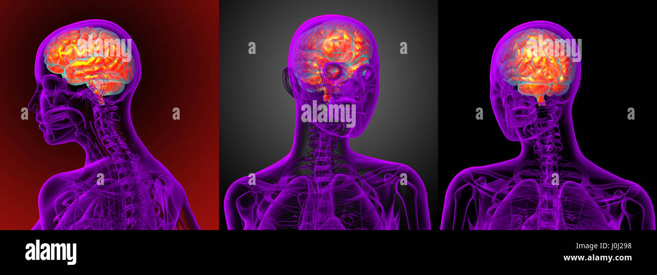 3d rendering medical illustration of the brain Stock Photo - Alamy
