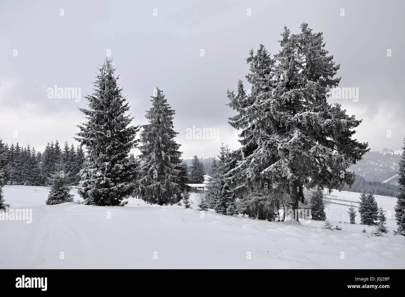Fairy winter landscape with fir trees. Christmas greetings concept ...