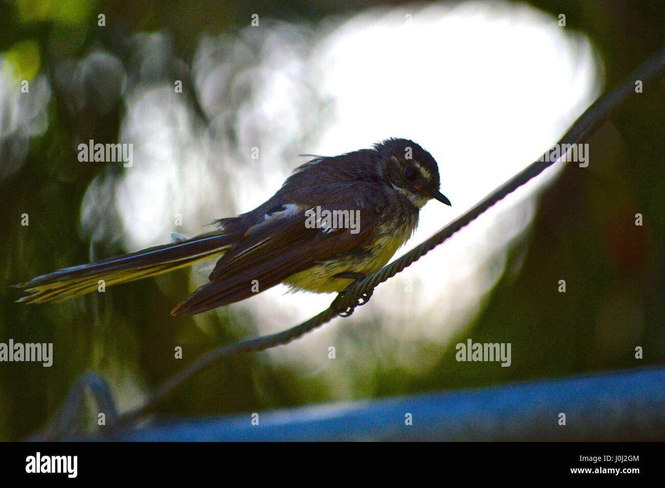 Australian fantail hi-res stock photography and images - Alamy
