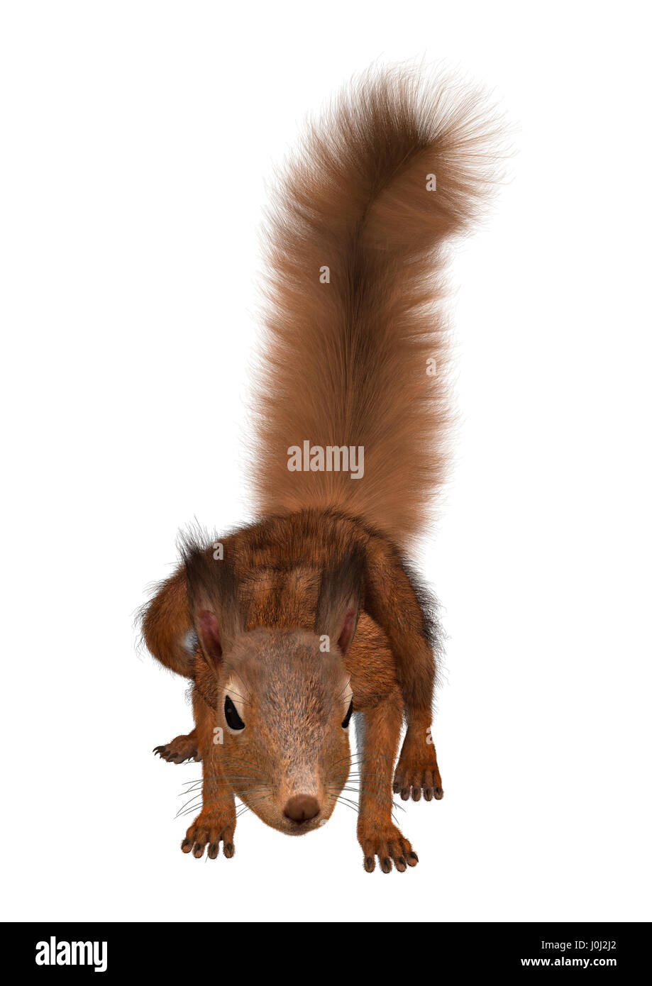 3D rendering of an European red squirrel isolated on white background ...