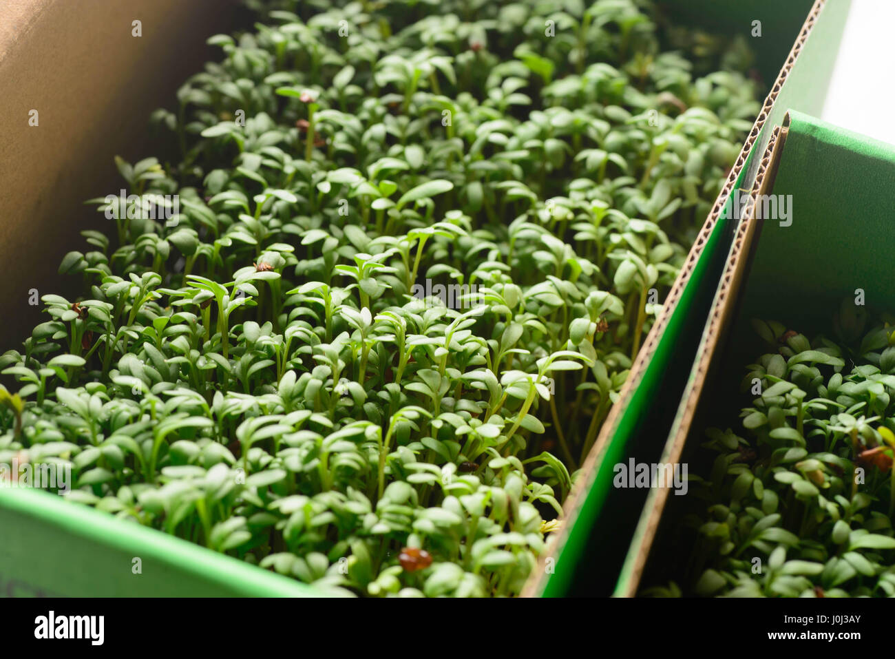 closeup to fresh cress sprouting Stock Photo - Alamy