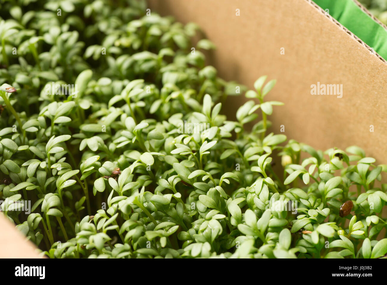 Cress garnish hi-res stock photography and images - Alamy