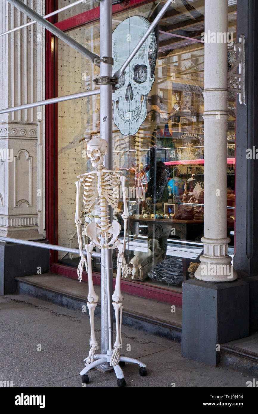 A skeleton outside Evolution, a museum-style shop carrying science ...