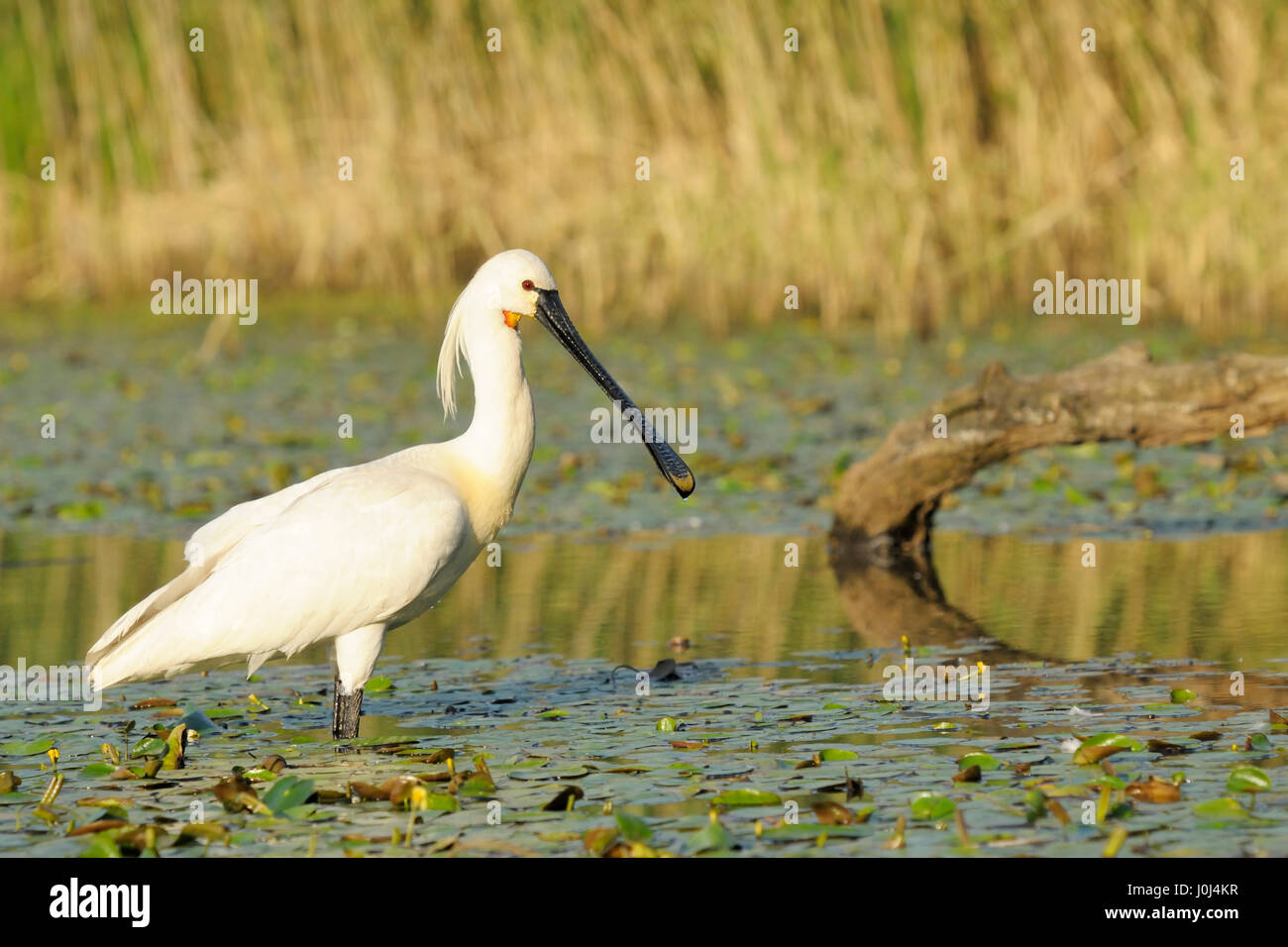 Eurasian Spoonbill (Platalea leucorodia) foraging in water, Hortobagy ...