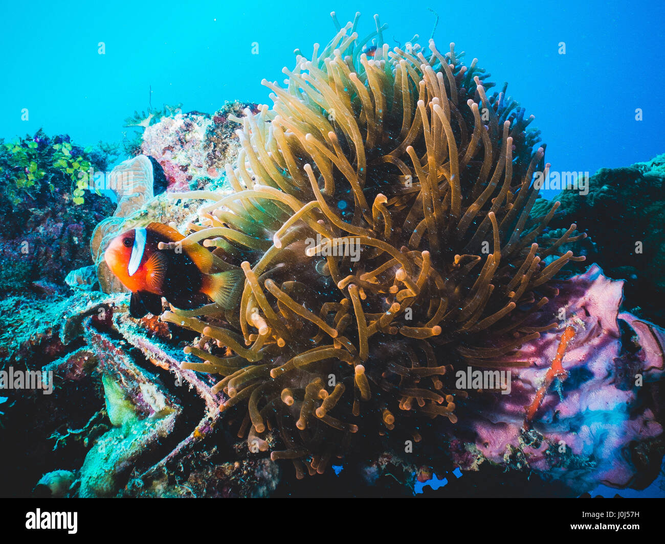 Weno, Micronesia. 17th Feb, 2016. Shinkoku Maru clown fishes - Truk ...
