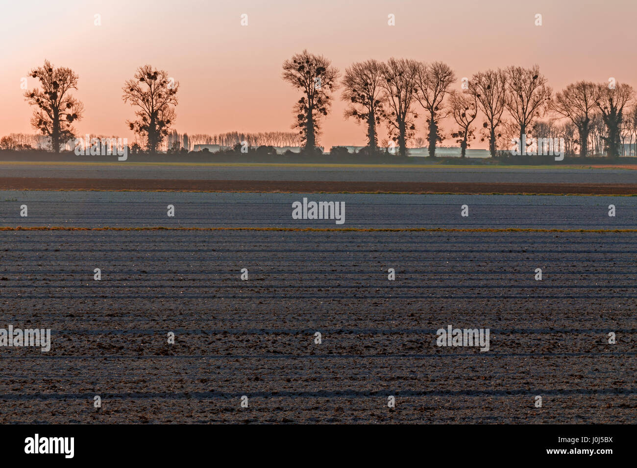 Row of leafless trees and spectacular sunset in rural landscape ...