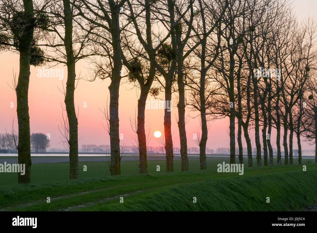Row of leafless trees and spectacular sunset in rural landscape ...
