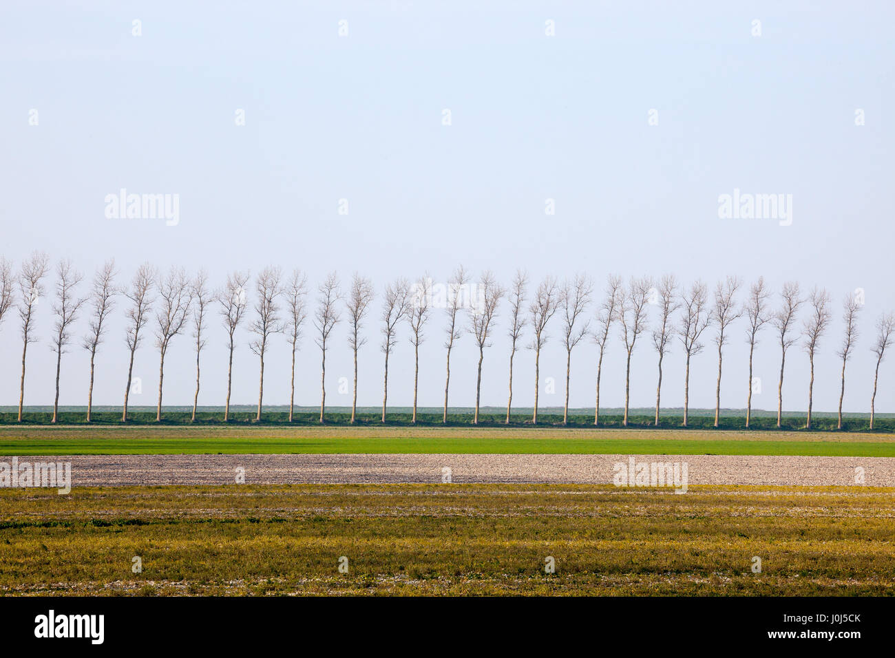 Row of leafless trees in rural landscape, Normandy, France Stock Photo ...