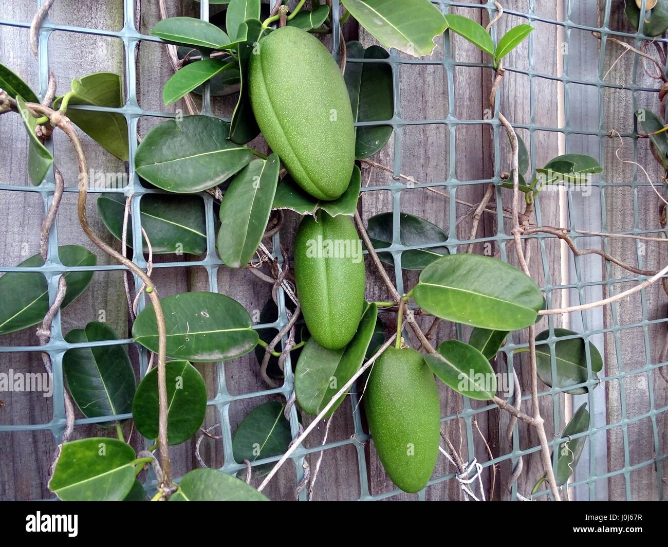 Large Green Pods Stock Photo - Alamy