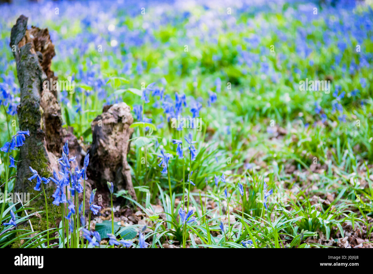 Bluebells growing wild in the sunny forest Stock Photo - Alamy