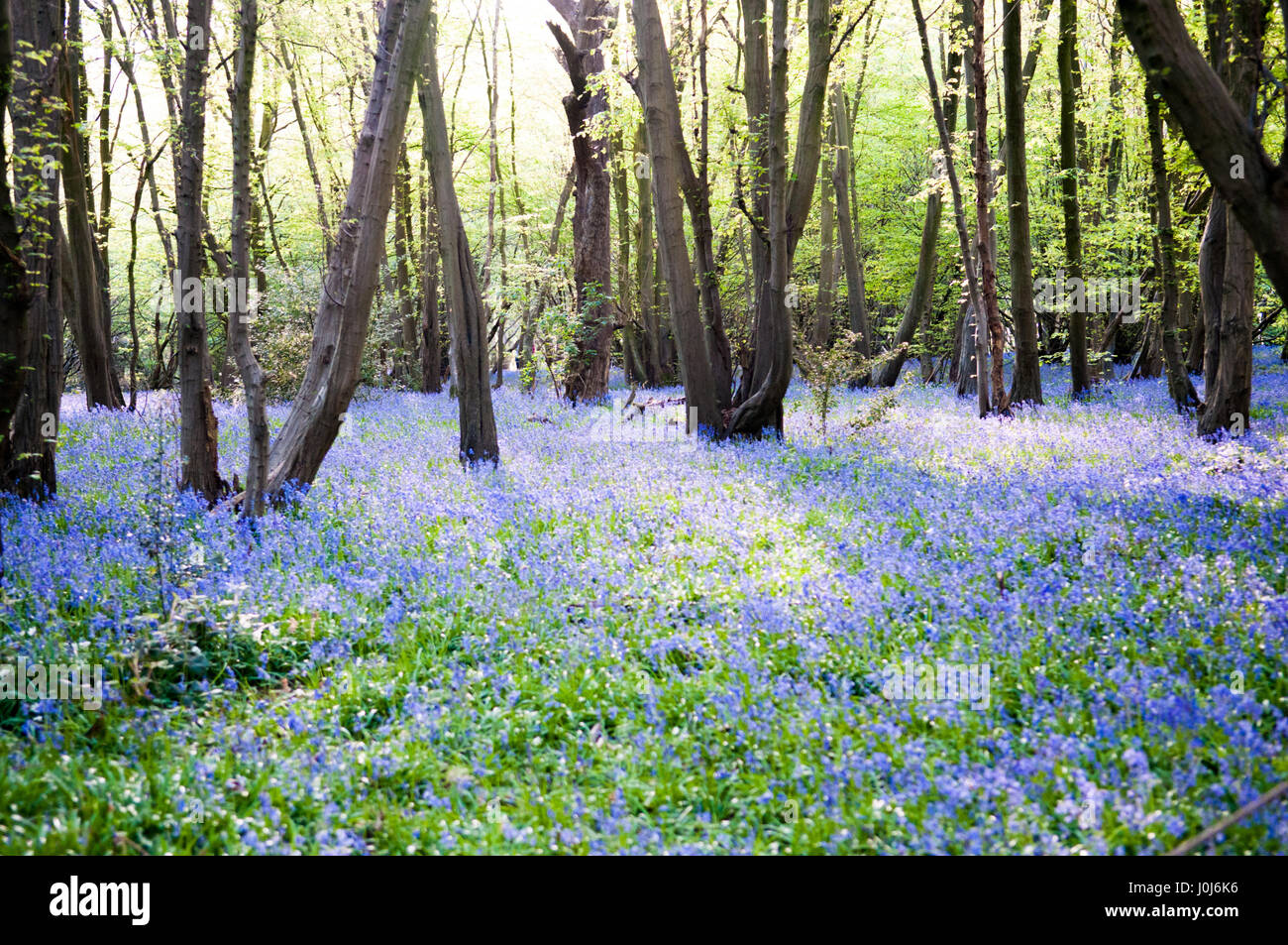Bluebells growing wild in the sunny forest Stock Photo - Alamy