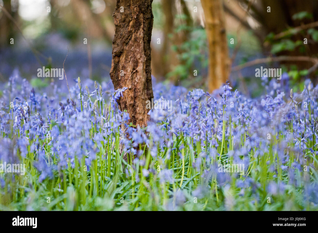 Bluebells growing wild in the sunny forest Stock Photo - Alamy