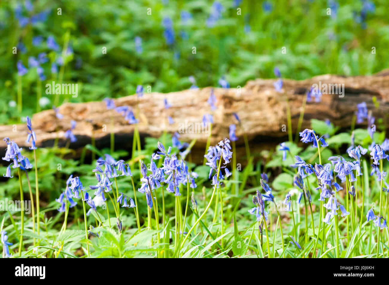 Bluebells growing wild in the sunny forest Stock Photo - Alamy