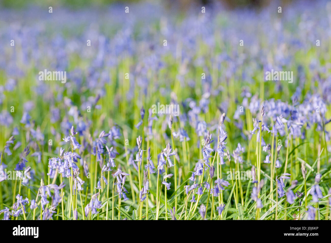 Bluebells growing wild in the sunny forest Stock Photo - Alamy