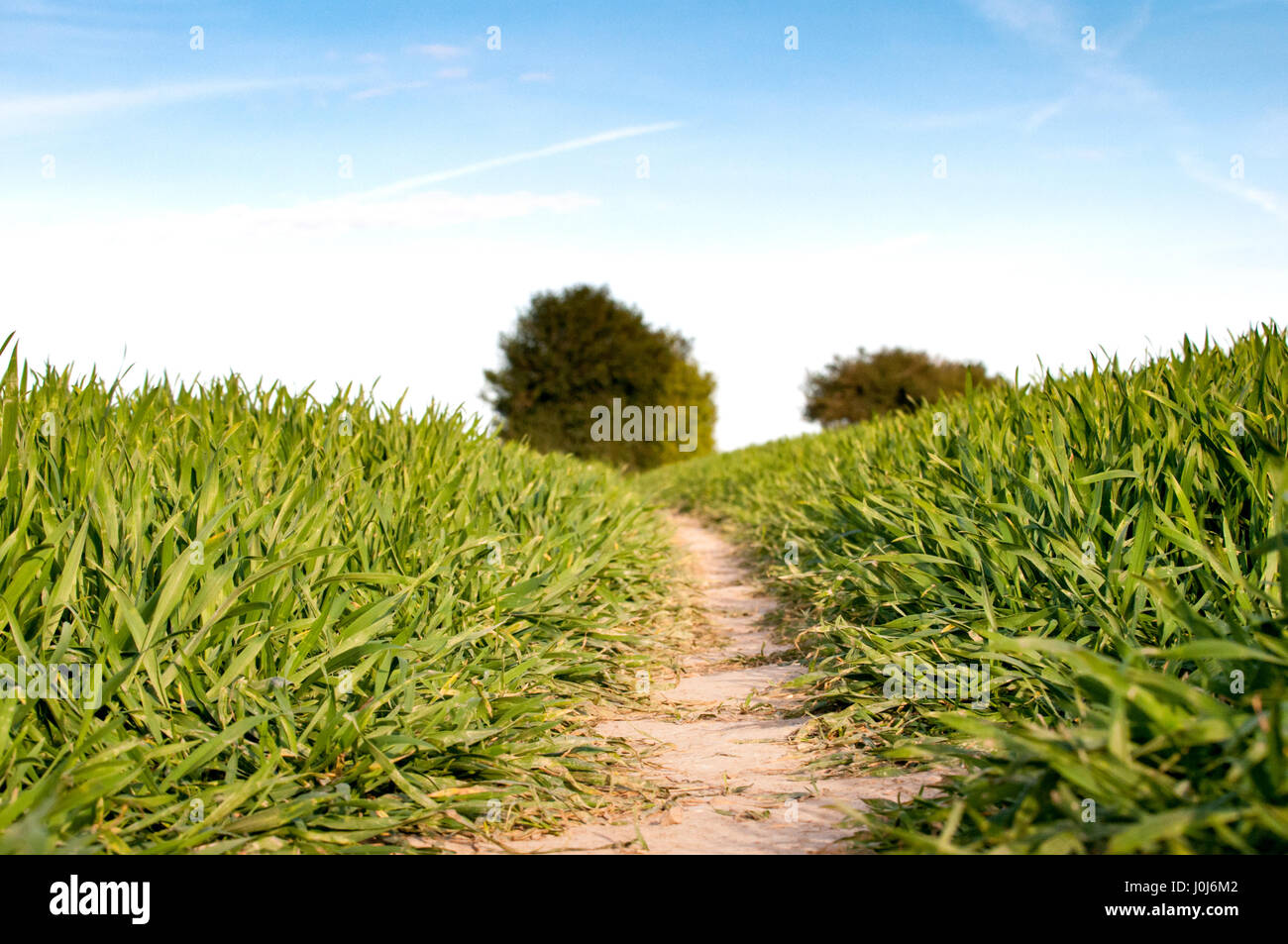 Field path low angle hi-res stock photography and images - Alamy