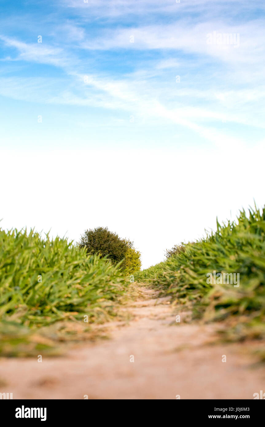 Field path low angle hi-res stock photography and images - Alamy